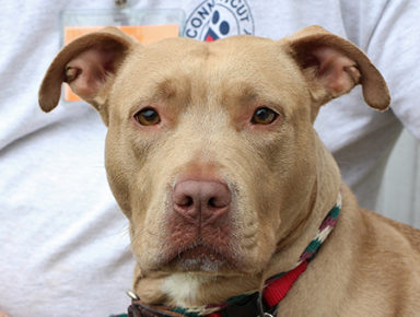 Volunteer – Connecticut Humane Society