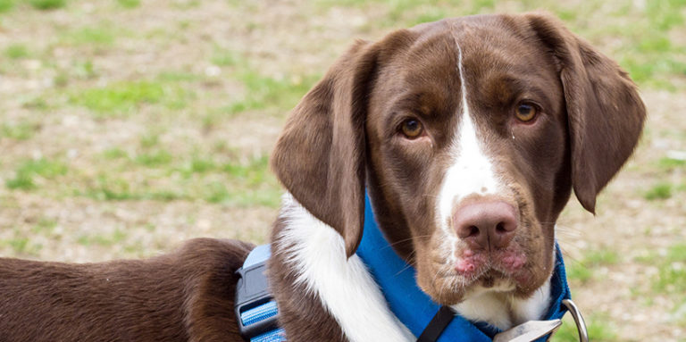 Report Animal Cruelty – Connecticut Humane Society