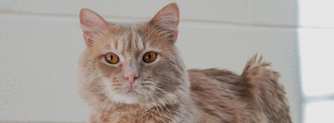 About CHS – Connecticut Humane Society