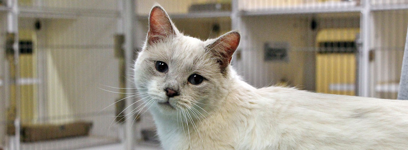 CHS History – Connecticut Humane Society