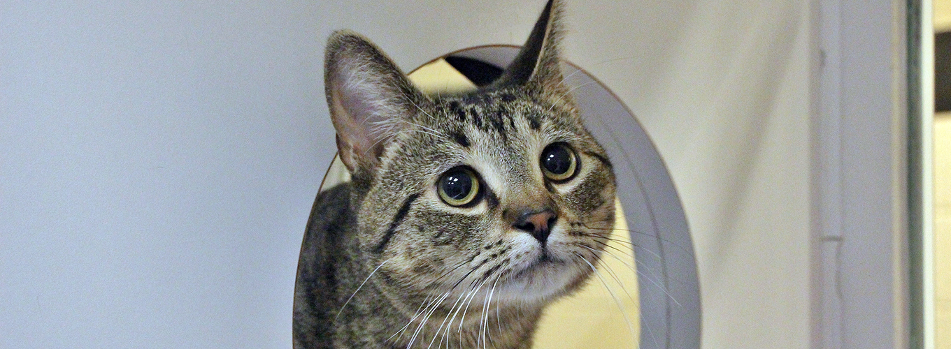 CHS Publications – Connecticut Humane Society