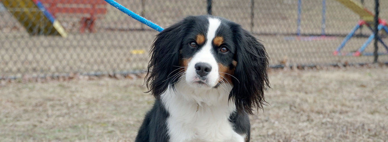 Pet Care Resources – Connecticut Humane Society