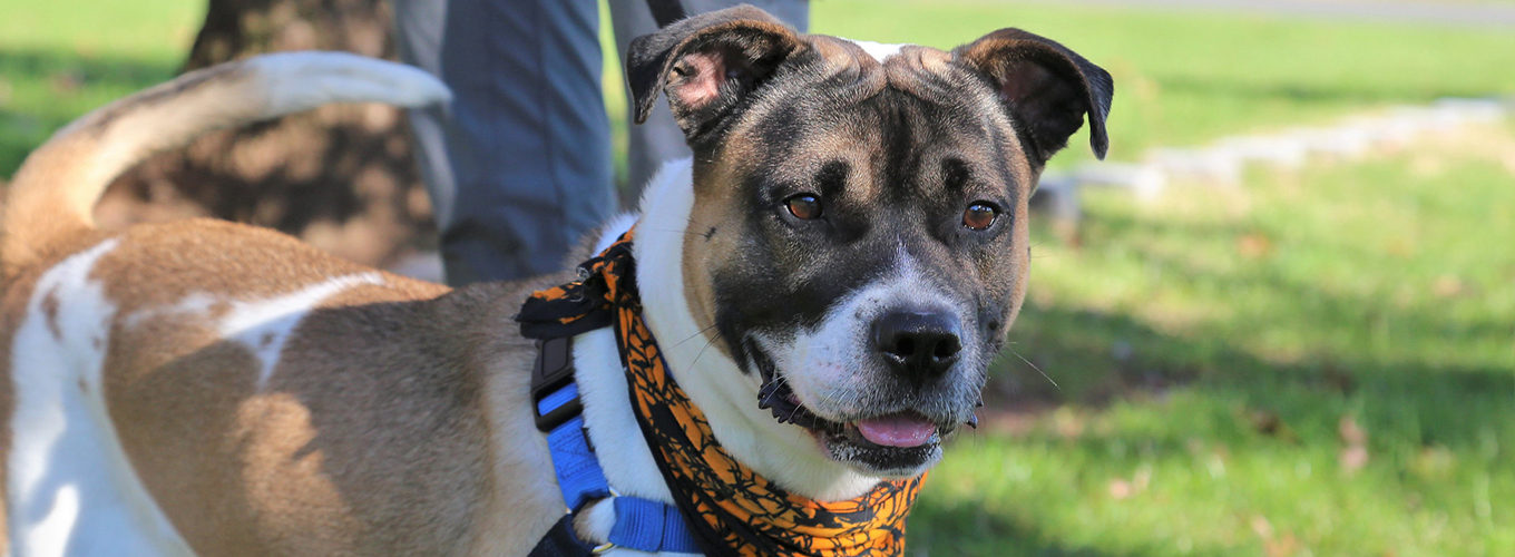 Animal Welfare University – Connecticut Humane Society