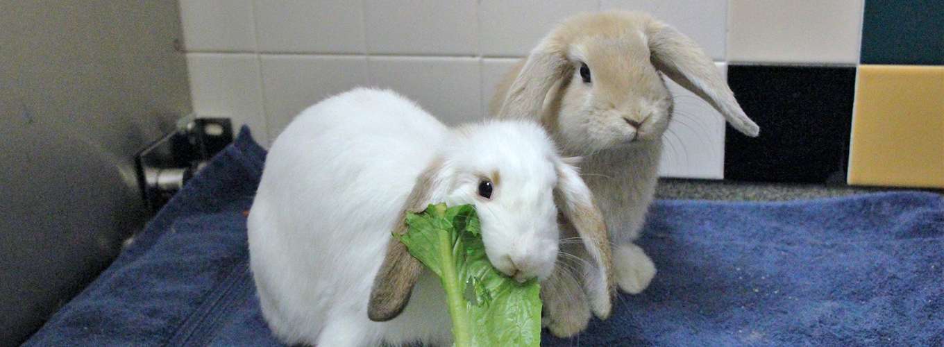 PETtalk Workshops – Connecticut Humane Society