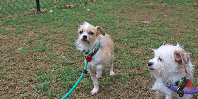 Dog Play Groups – Connecticut Humane Society