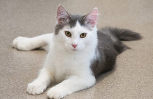 Home – Connecticut Humane Society