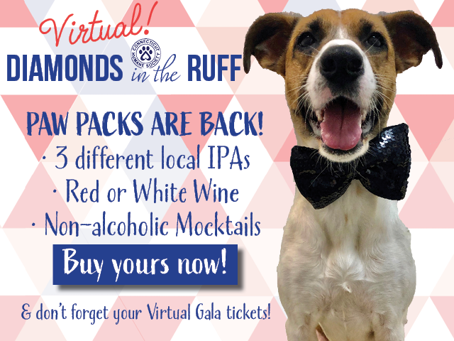 Find Pet Friendly Housing – Connecticut Humane Society