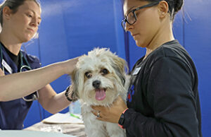 Home – Connecticut Humane Society