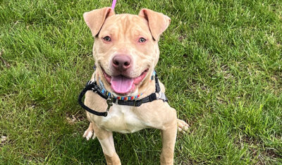 Home – Connecticut Humane Society