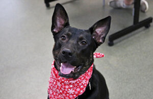 Home – Connecticut Humane Society