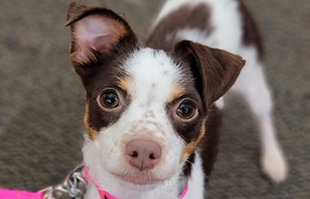 Home – Connecticut Humane Society