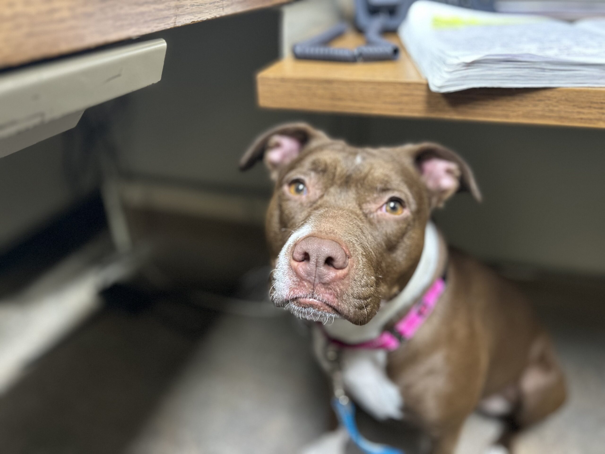Rescue Partners – Connecticut Humane Society