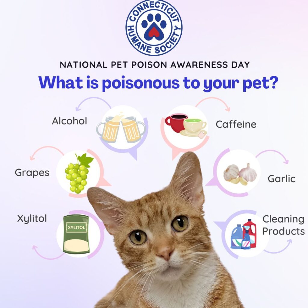 Poison Awareness – Connecticut Humane Society