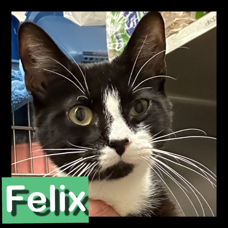 Rescue Partners – Connecticut Humane Society