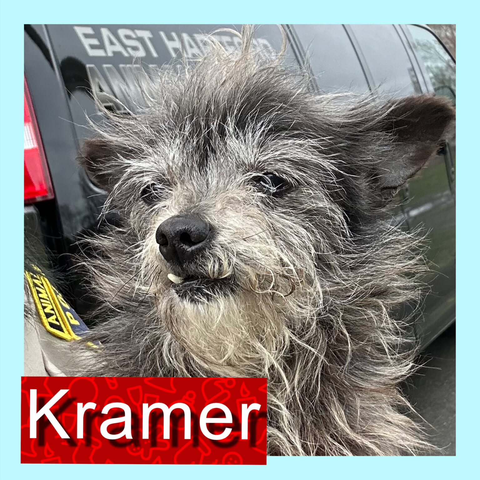 Rescue Partners – Connecticut Humane Society