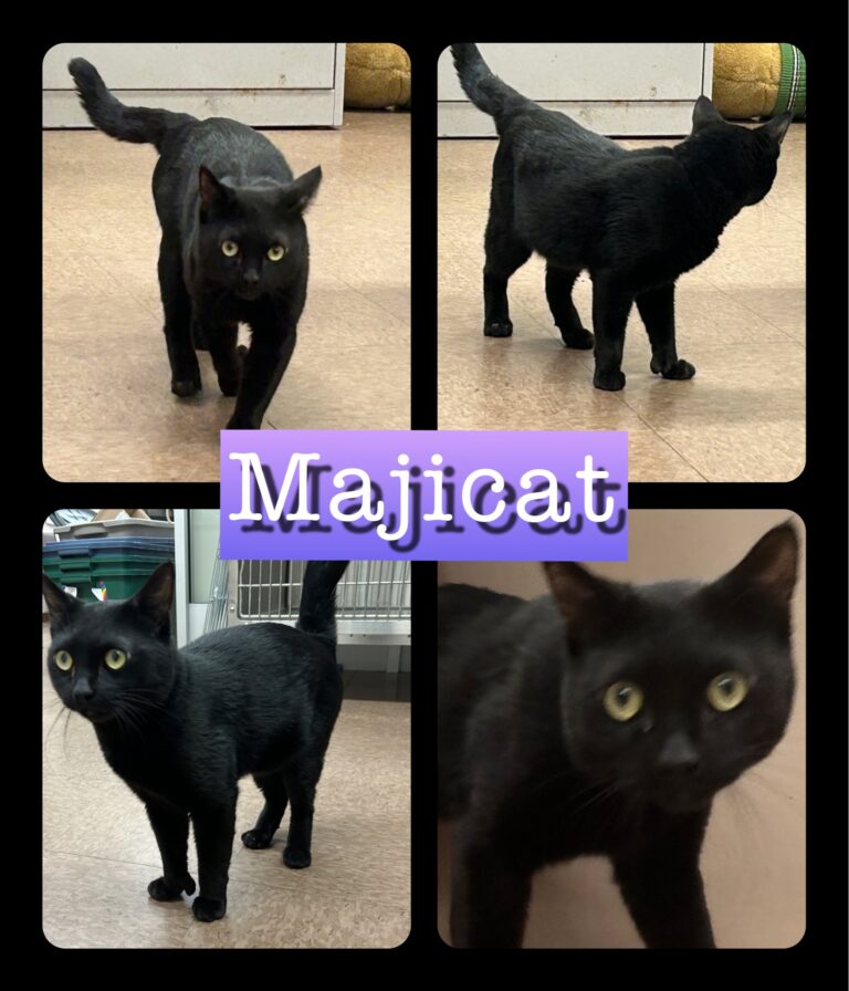 Rescue Partners – Connecticut Humane Society