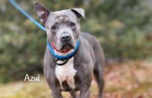 Home – Connecticut Humane Society