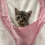 Newington Foster Needs – Connecticut Humane Society