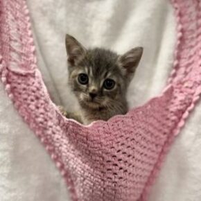 Newington Foster Needs – Connecticut Humane Society