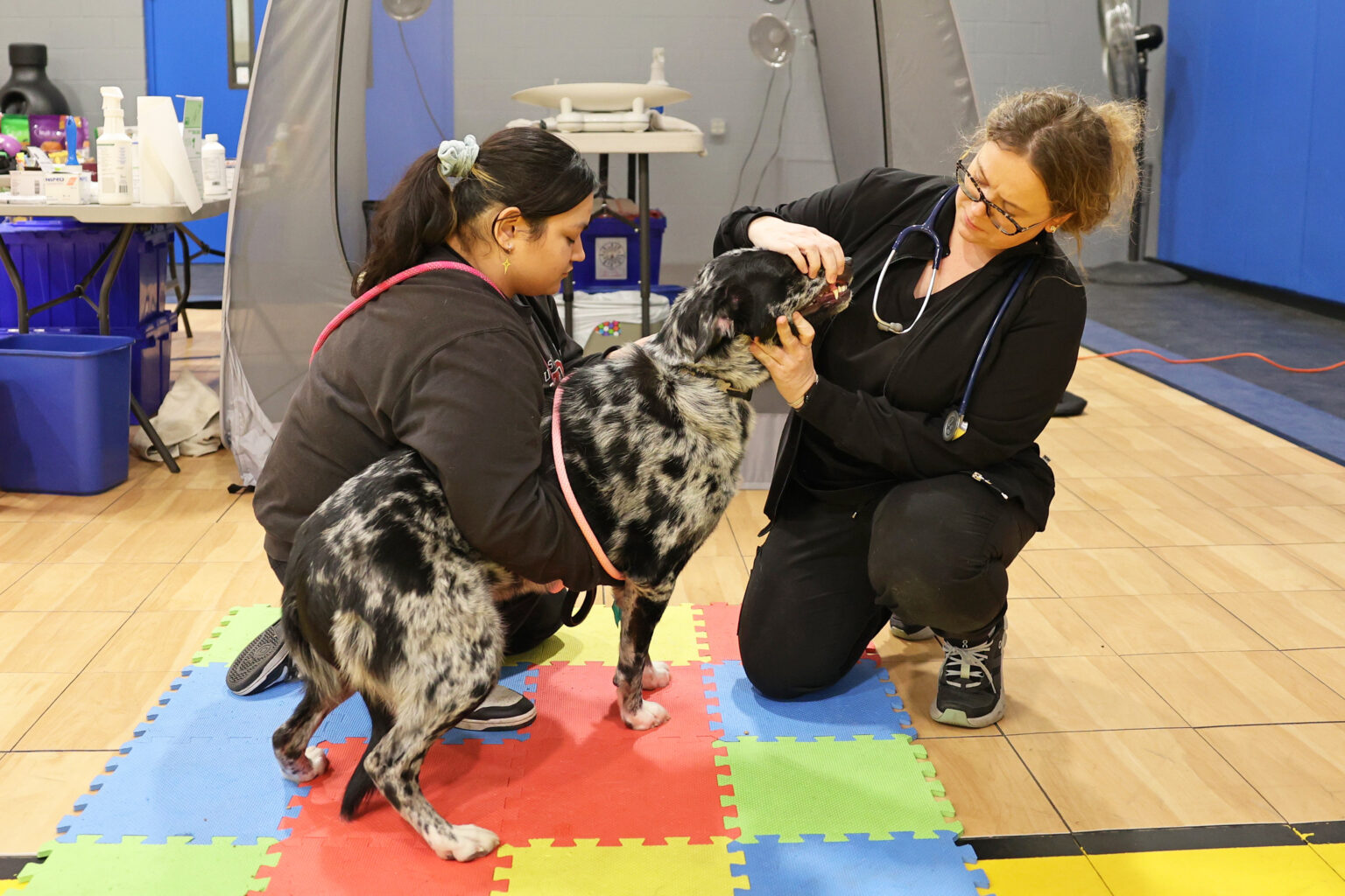 Veterinary Care – Connecticut Humane Society