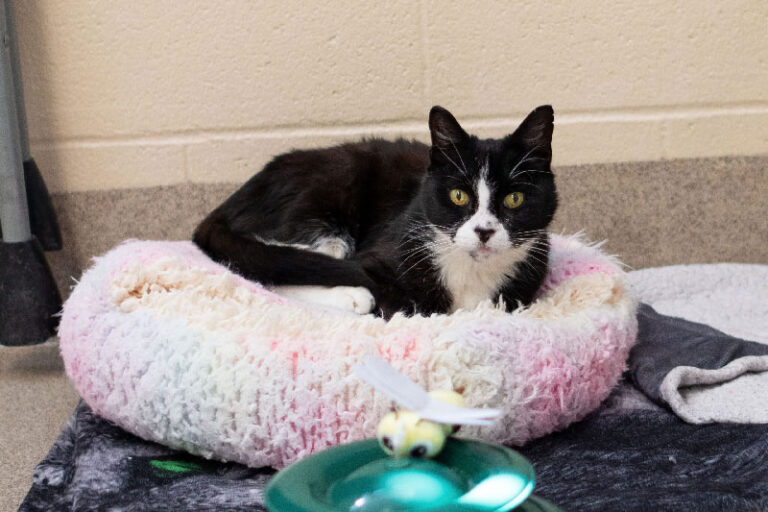 A Domestic Shorthair Named Pug – Connecticut Humane Society