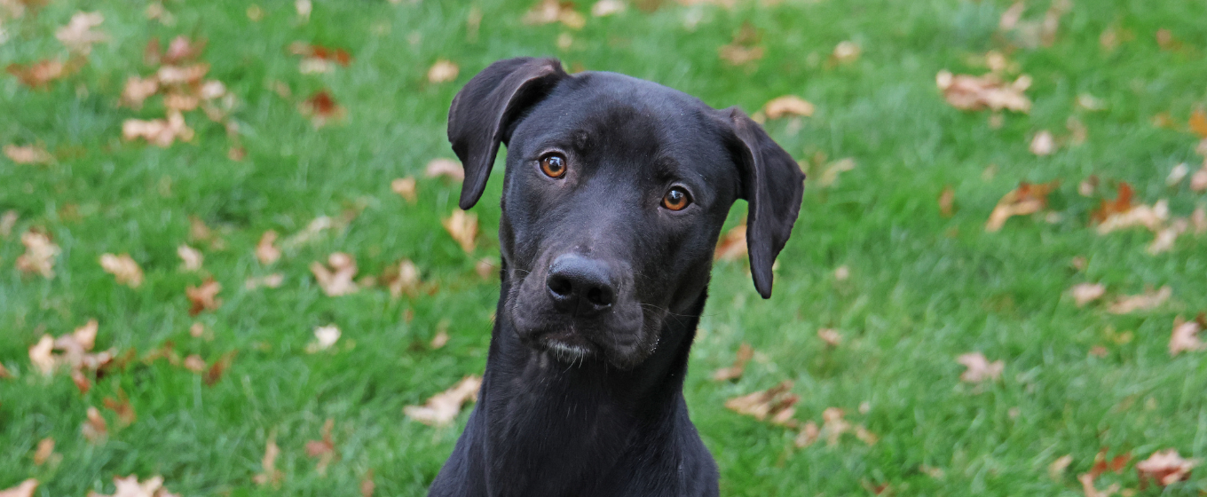Lost and Found Pets – Connecticut Humane Society